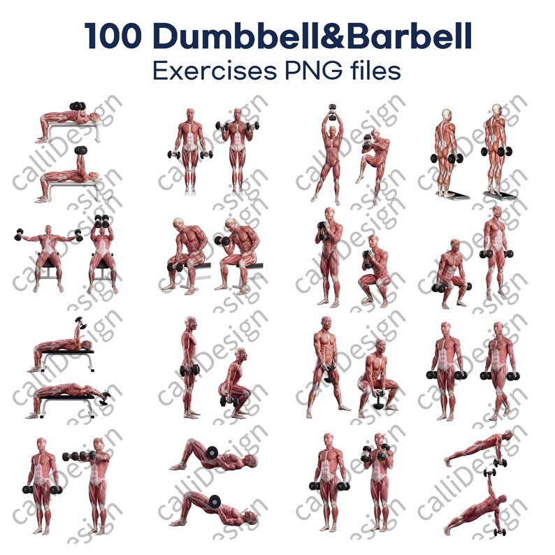 100 Dumbbell & Barbell Exercises Illustrations PNG Bundle | 50 Dumbbell ...