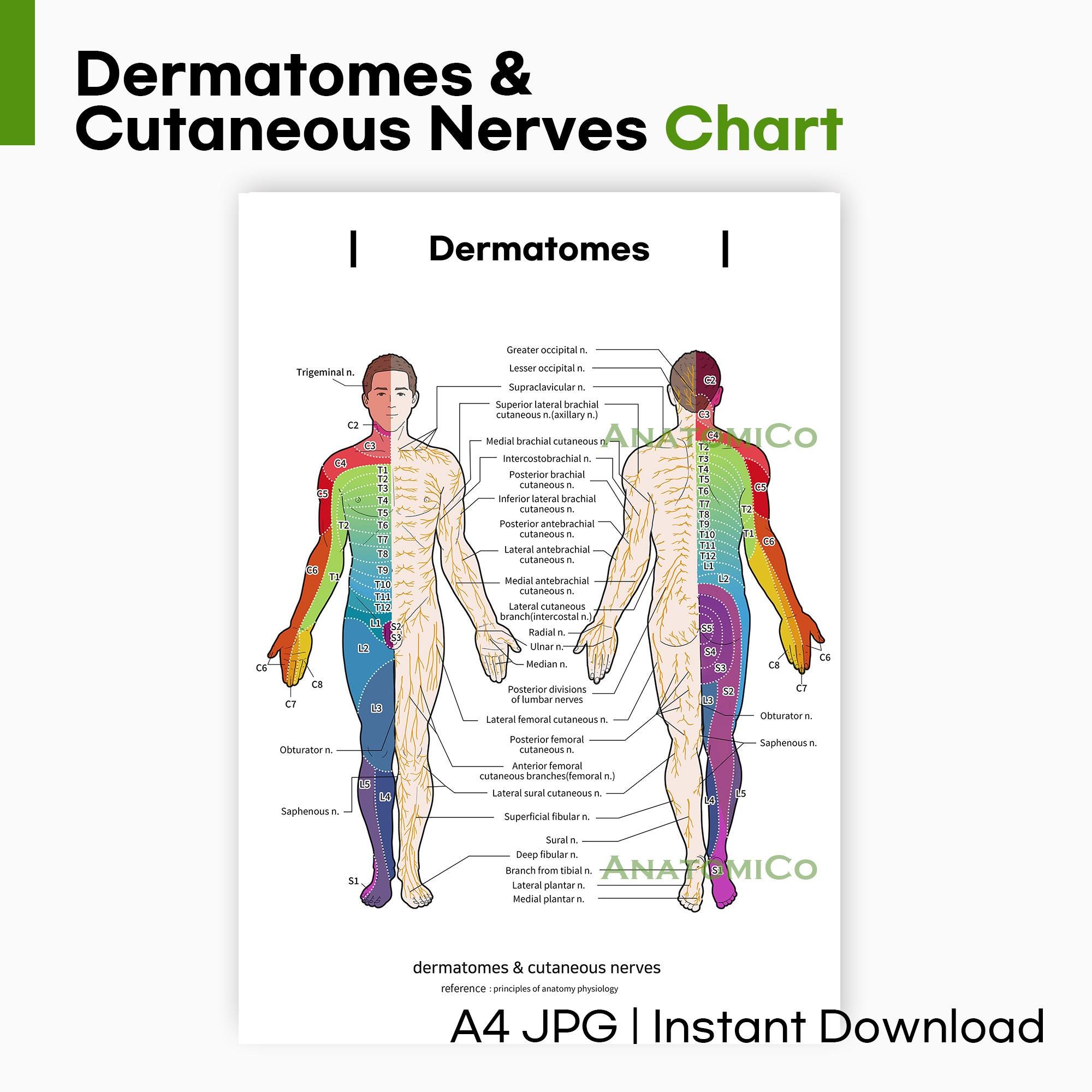 Dermatomes & Cutaneous Nerves Chart (A4 JPG) – Printable Anatomy Poster ...