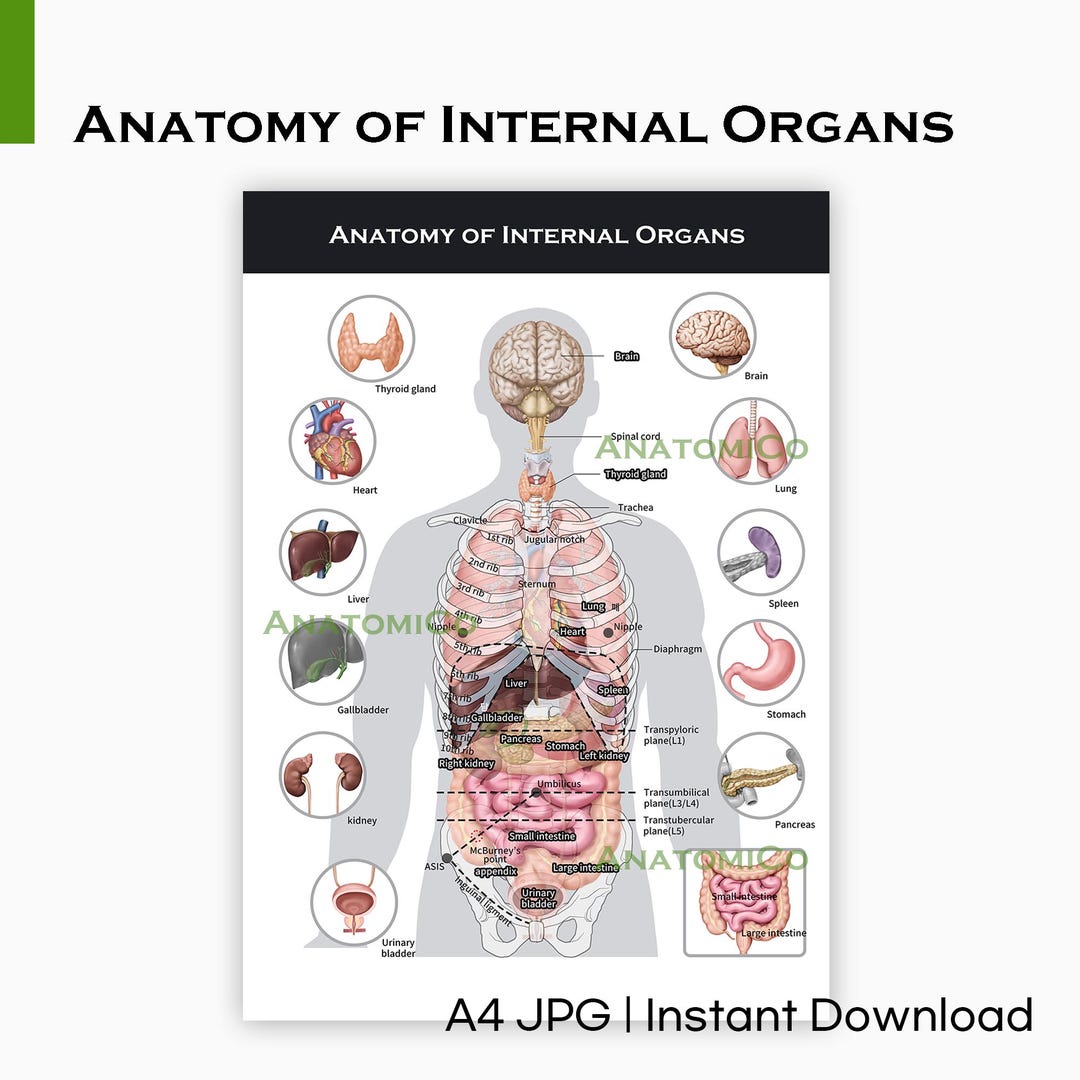 Anatomy of Internal Organs Poster: Human Body Diagram (A4 JPG Instant ...