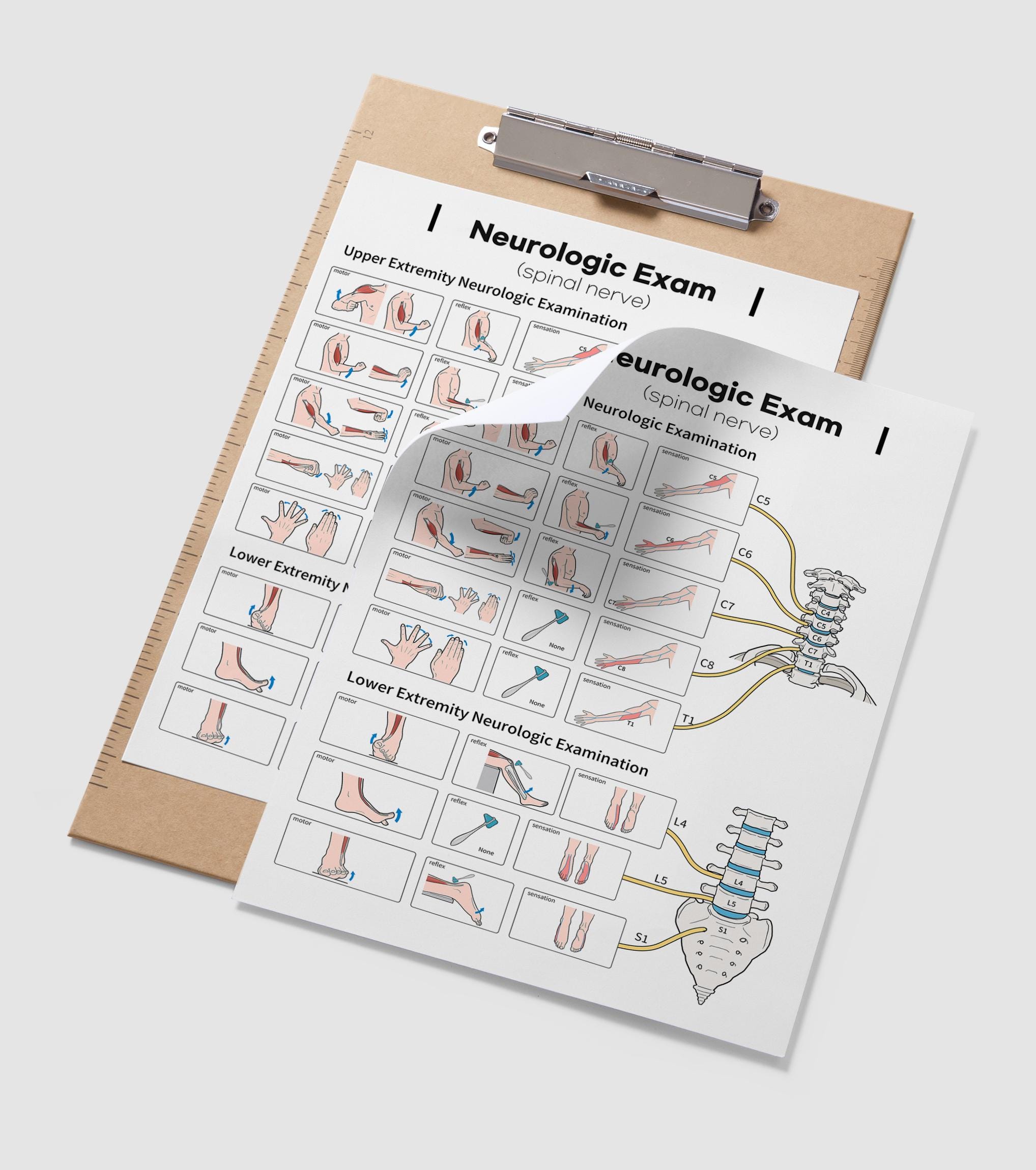 Neurologic Exam Teaching Paper Design A4 Jpg File(300dpi) - Etsy