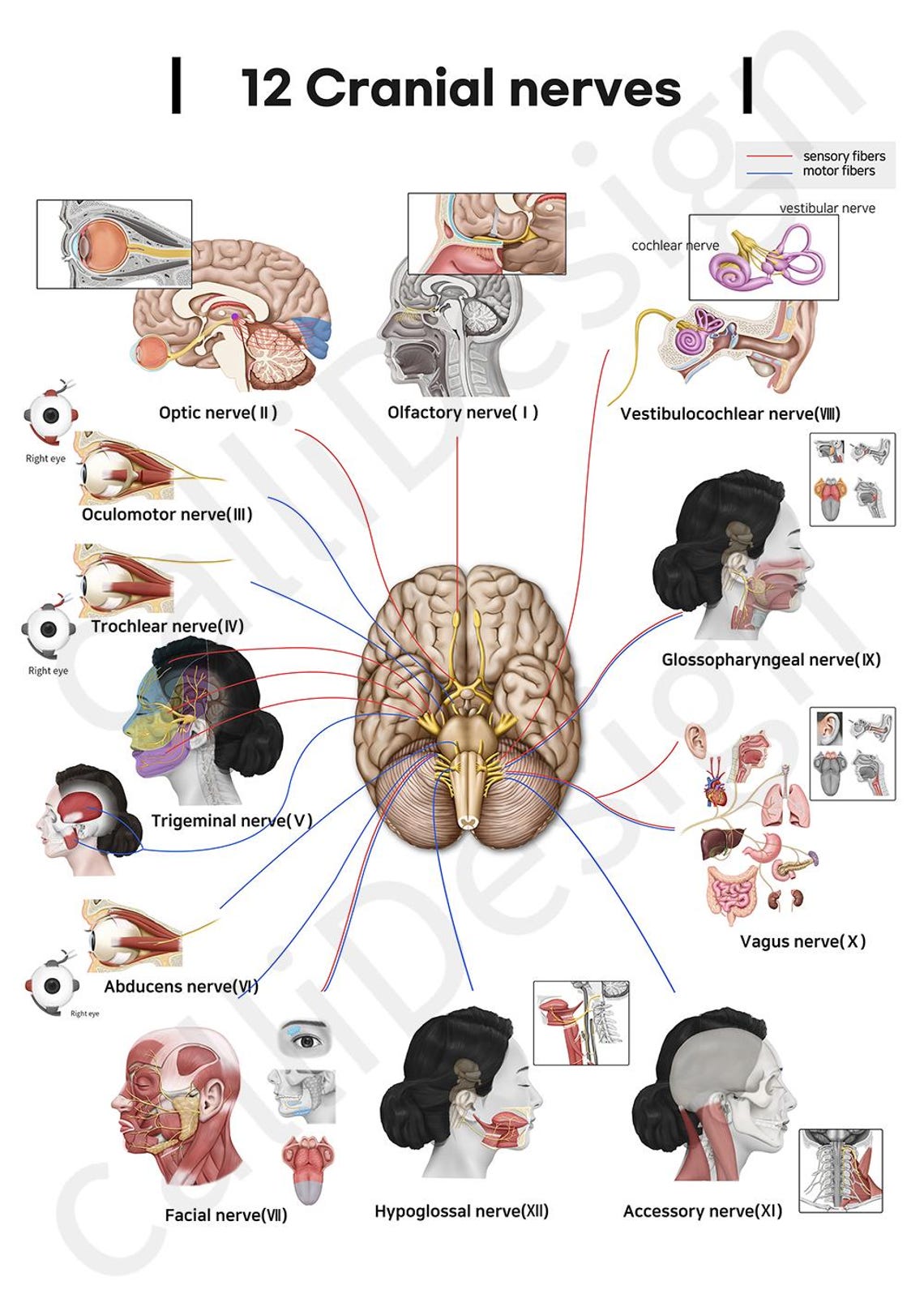 12 Cranial Nerves Chart | Printable Brain Anatomy Poster for Medical ...