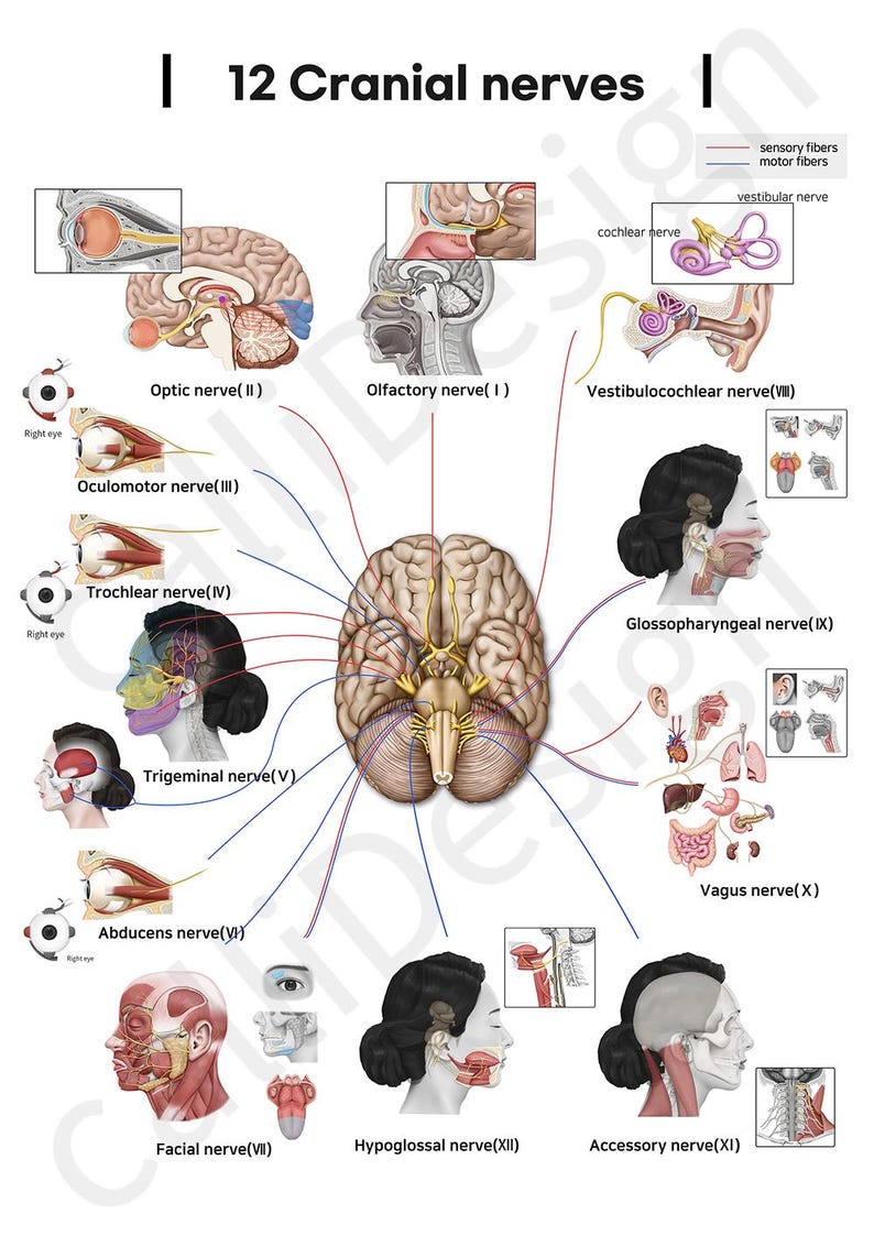 12cranial Nerves Teaching Paper Design A4 Jpg File300dpi - Etsy