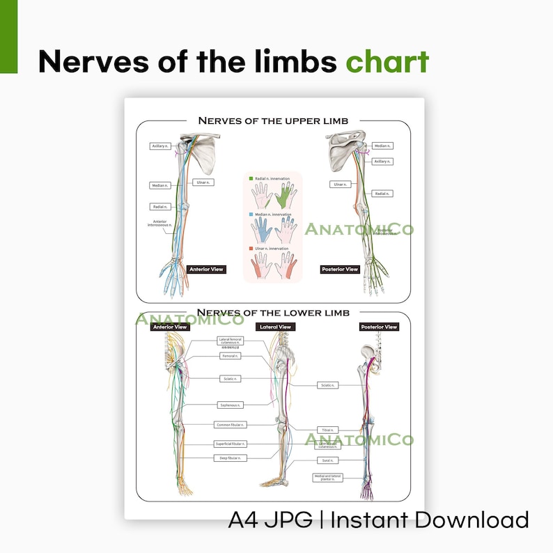 Nerves of the Limbs Chart – A4 JPG Instant Download - Etsy UK