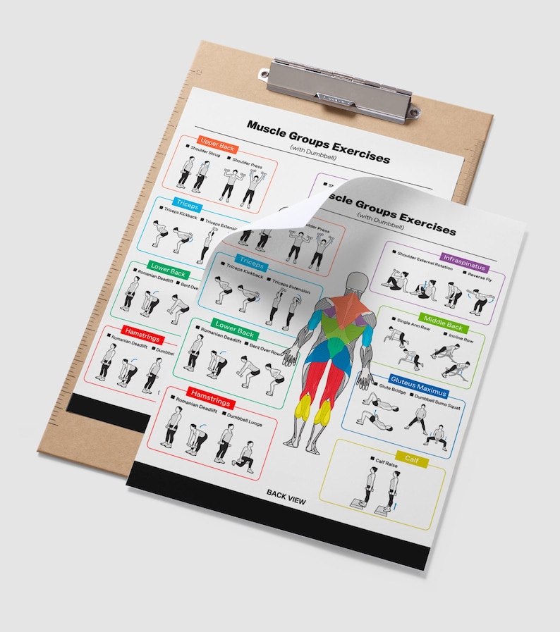 Two Illustration of Exercises Using Dumbbells for Each Muscle Group(two ...