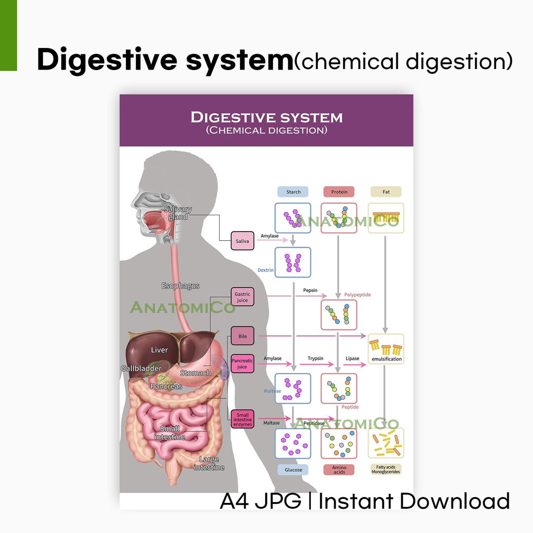 Digestive System Anatomy Poster – Chemical Digestion Chart (A4 JPG ...