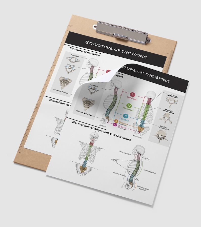 Spine Anatomy Chart: Vertebral Column Medical Poster (A4 JPG Printable ...