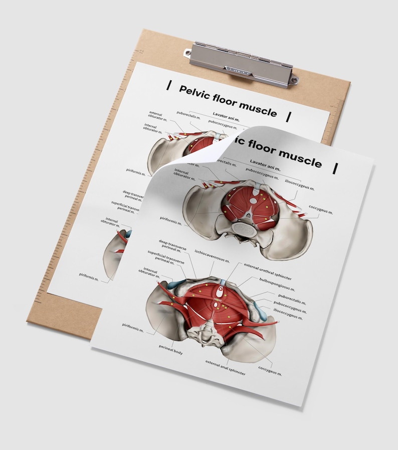 Pelvic Floor Muscle Anatomy Chart (A4 JPG) – Printable Poster for ...