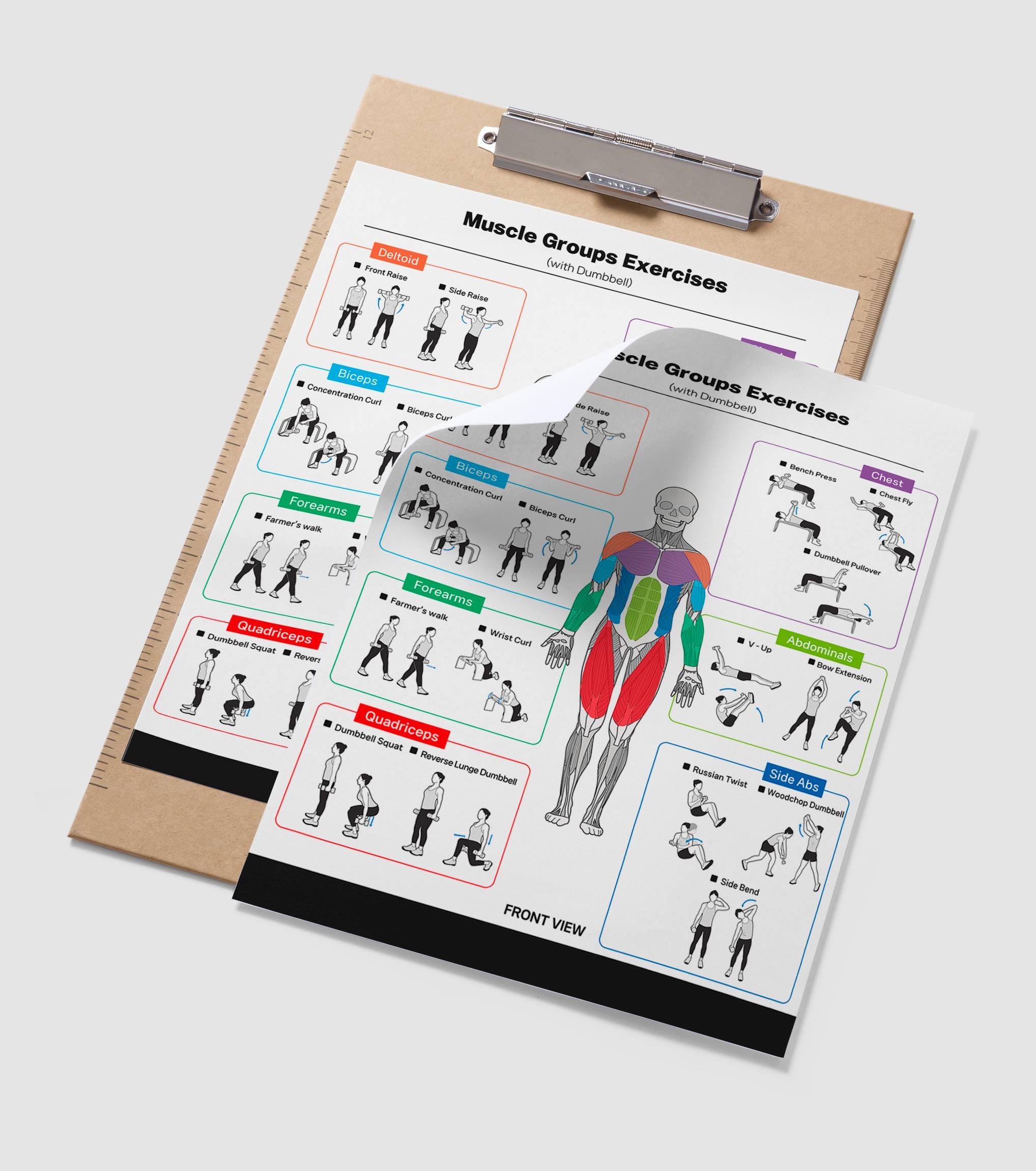 Two Illustration of Exercises Using Dumbbells for Each Muscle Group(two ...
