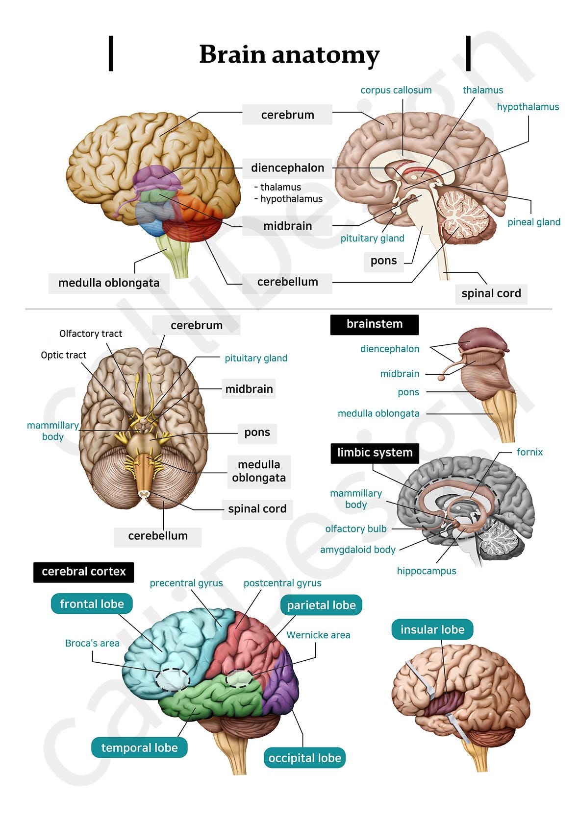 Brain Anatomy Teaching Paper Design A4 Jpg File(300dpi) - Etsy