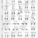 38 Types of Dumbbell Exercise Illustrations and 1 Type of Poster File ...