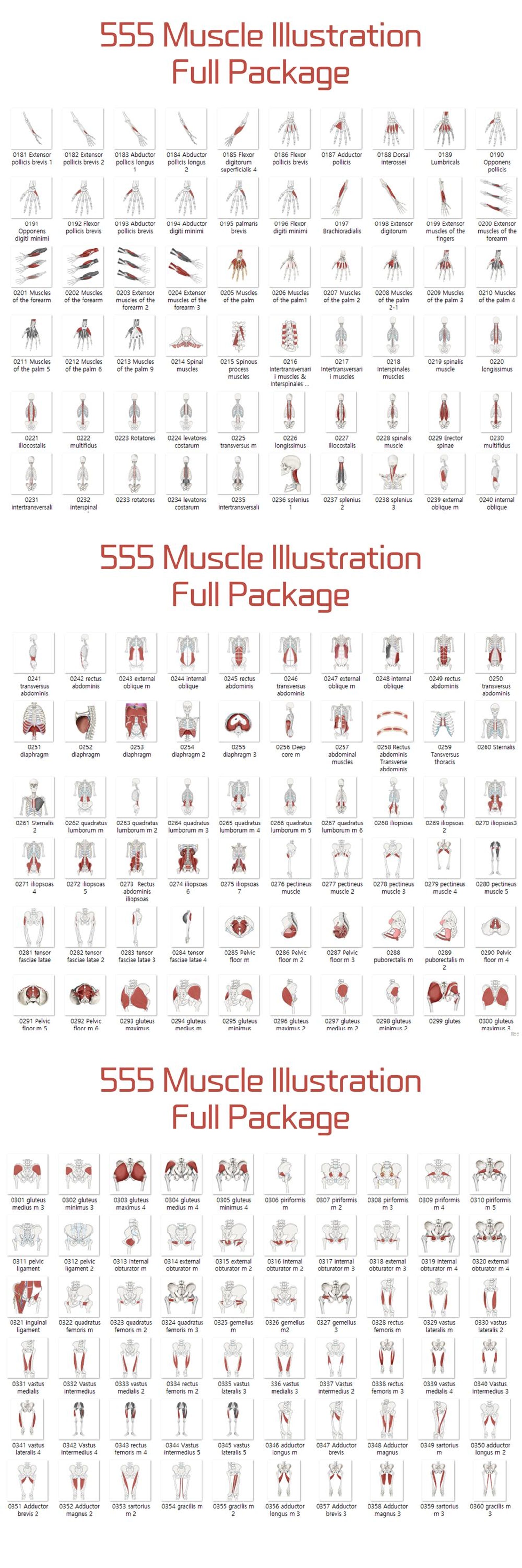 555 Muscle Illustrations: Anatomy Pack for Fitness & Medical Use ...