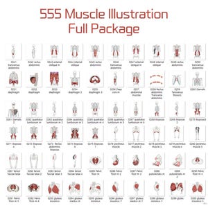 555 Muscle Illustrations: Anatomy Pack for Fitness & Medical Use ...