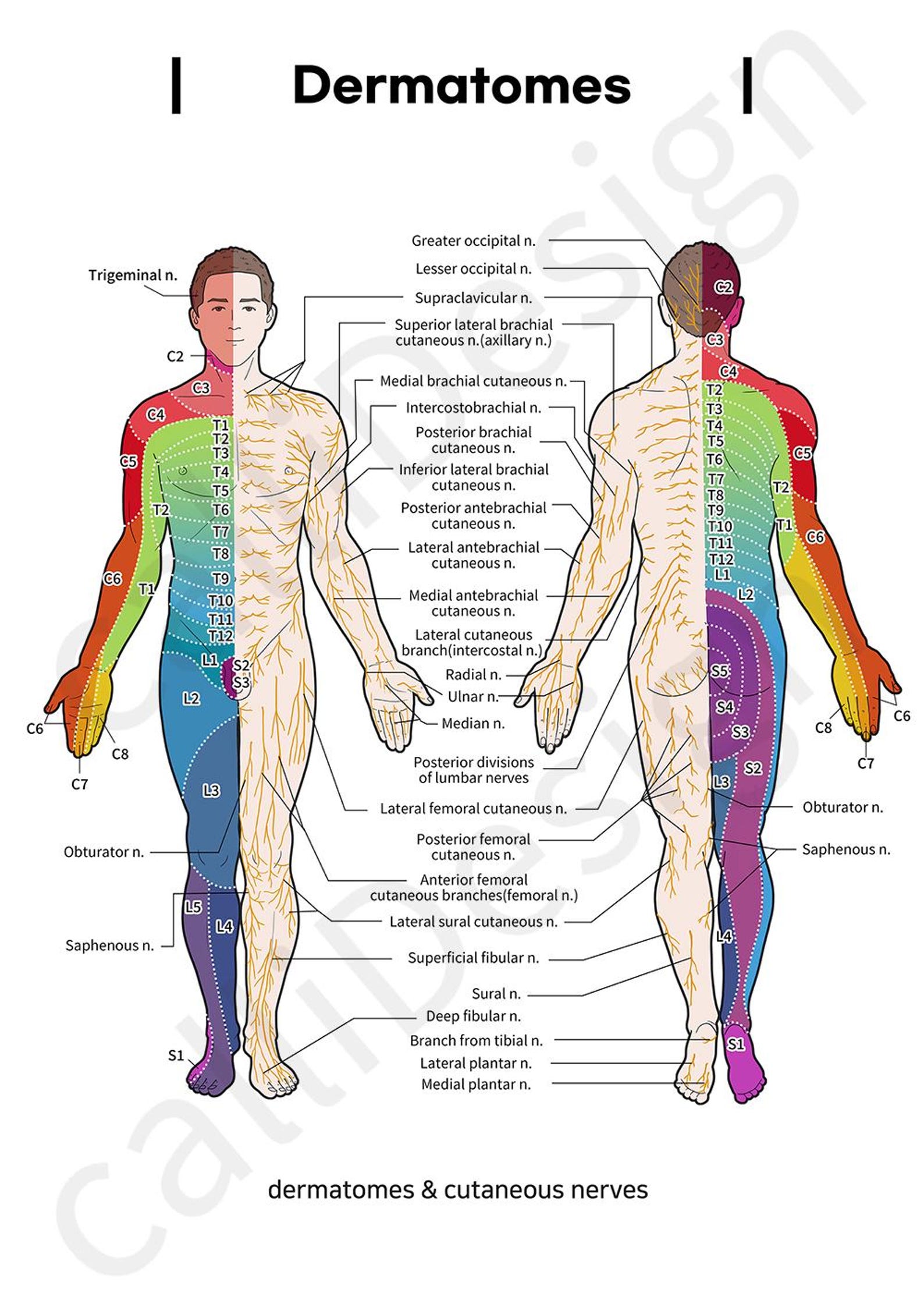 Dermatomes & Cutaneous Nerves Chart (A4 JPG) – Printable Anatomy Poster ...