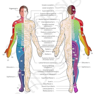Dermatomes & Cutaneous Nerves Chart (A4 JPG) – Printable Anatomy Poster ...