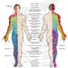 Dermatomes & Cutaneous Nerves Chart (A4 JPG) – Printable Anatomy Poster ...