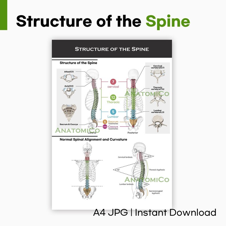 Spine Anatomy Chart: Vertebral Column Medical Poster (A4 JPG Printable ...