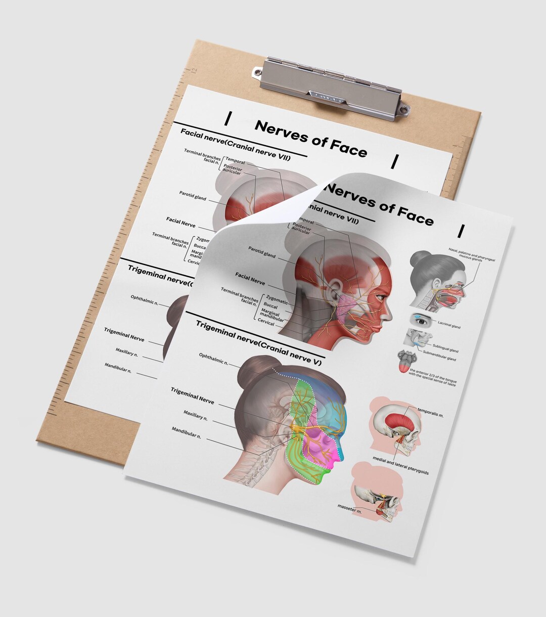 Nerves of Face Teaching Paper Design A4 Jpg File(300dpi) - Etsy