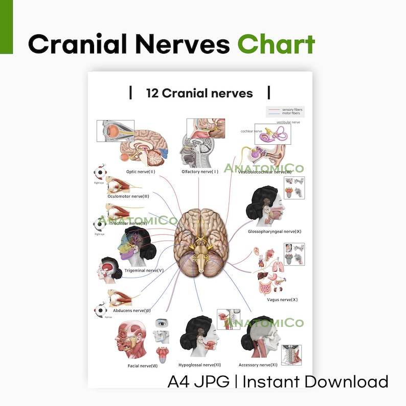 12 Cranial Nerves Chart | Printable Brain Anatomy Poster for Medical ...