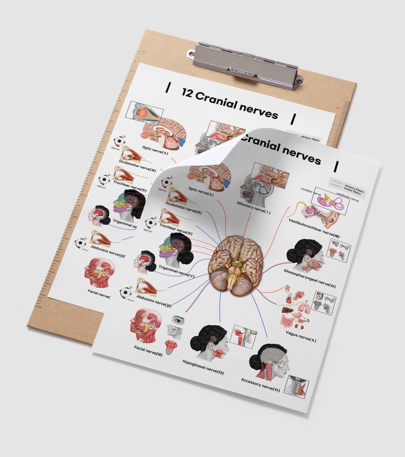 12cranial Nerves Teaching Paper Design A4 Jpg File300dpi - Etsy
