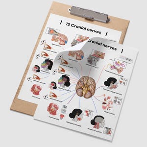 Cranial Nerves Anatomy Chart: Medical Study Poster (A4 JPG Digital ...
