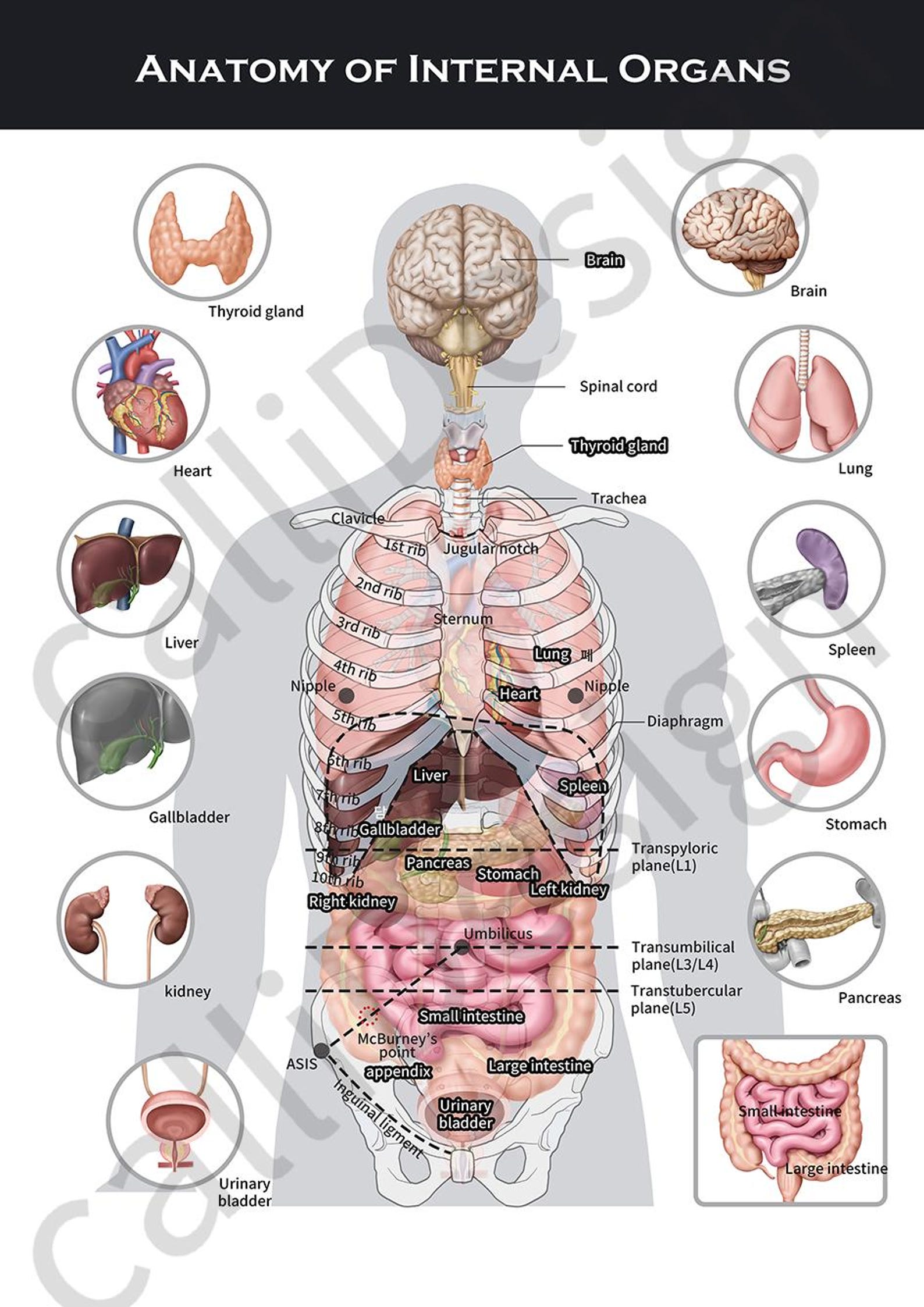 Anatomy of Internal Organs Poster: Human Body Diagram (A4 JPG Instant ...