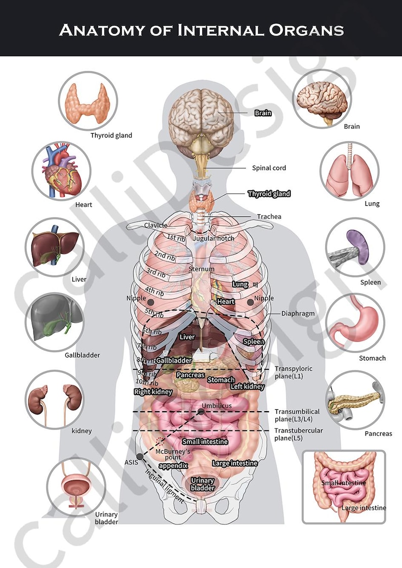 Anatomy of Internal Organs Poster: Human Body Diagram (A4 JPG Instant ...