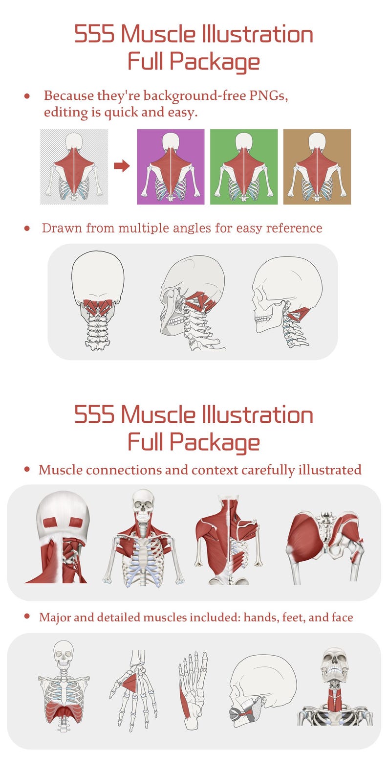555 Muscle Illustrations: Anatomy Pack for Fitness & Medical Use ...