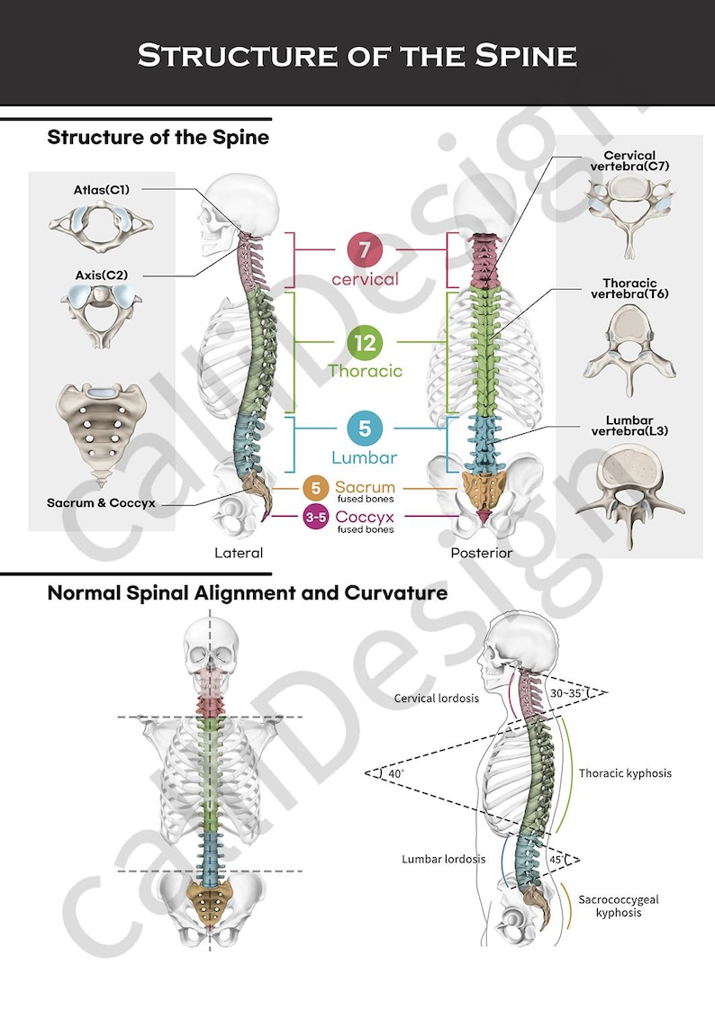 Spine Anatomy Chart: Vertebral Column Medical Poster (A4 JPG Printable ...