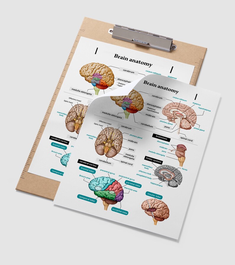 Brain Anatomy Teaching Paper Design A4 Jpg File(300dpi) - Etsy