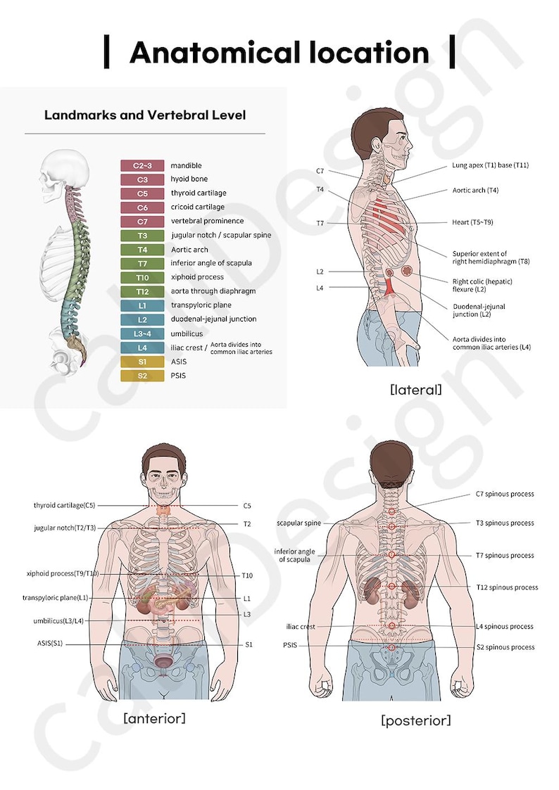 Anatomical Loction Teaching Paper Design A4 Jpg File(300dpi) - Etsy