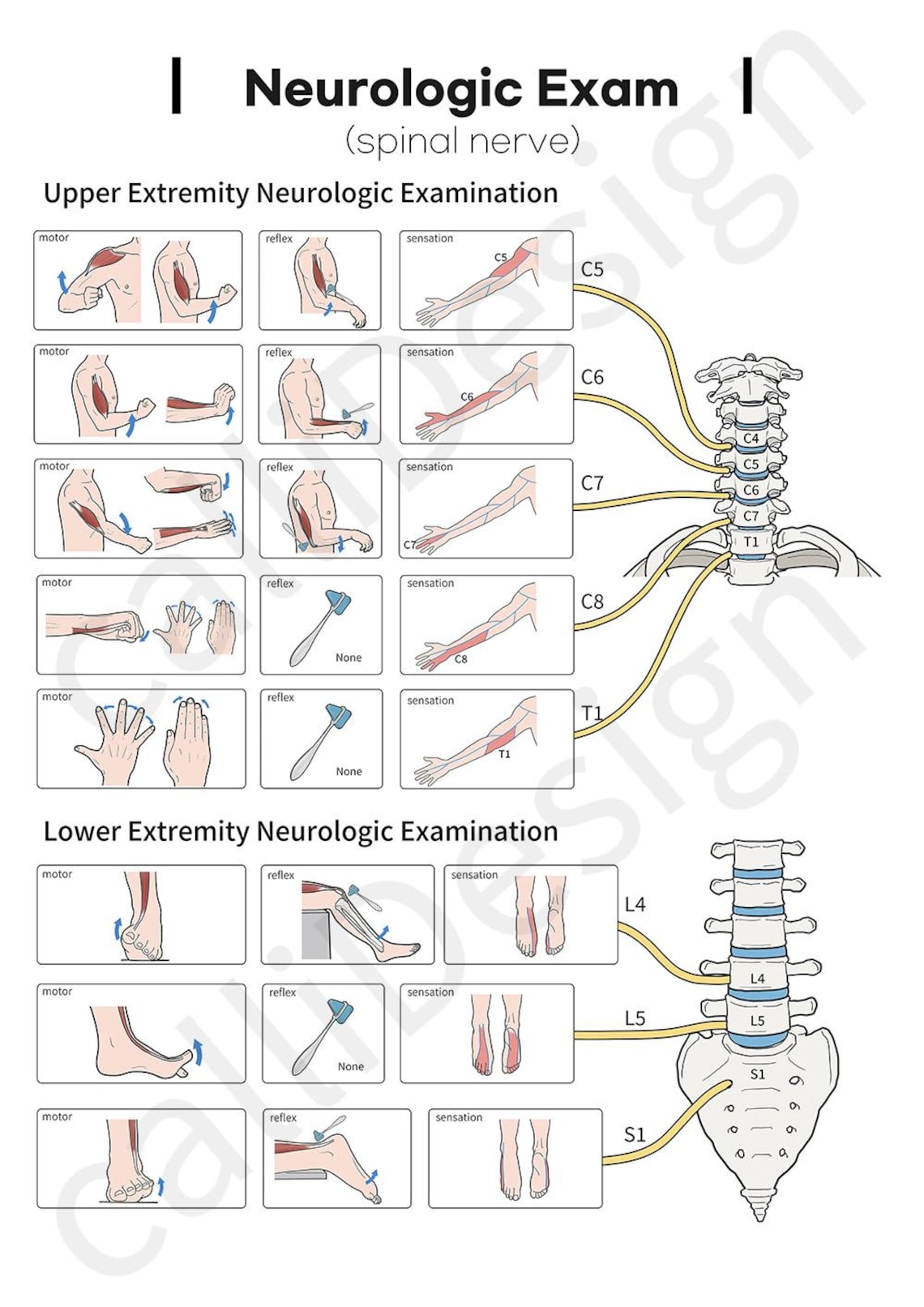Neurologic Exam Teaching Paper Design A4 Jpg File(300dpi) - Etsy
