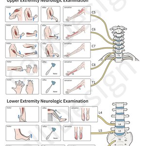 Neurologic Exam Teaching Paper Design A4 Jpg File(300dpi) - Etsy