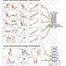 Neurologic Exam Teaching Paper Design A4 Jpg File(300dpi) - Etsy