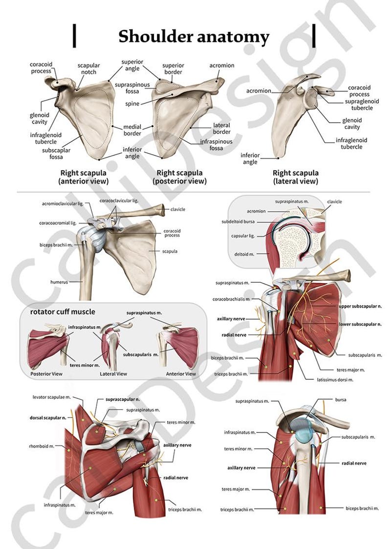 Shoulder Anatomy Teaching Paper Design A4 Jpg File(300dpi) - Etsy