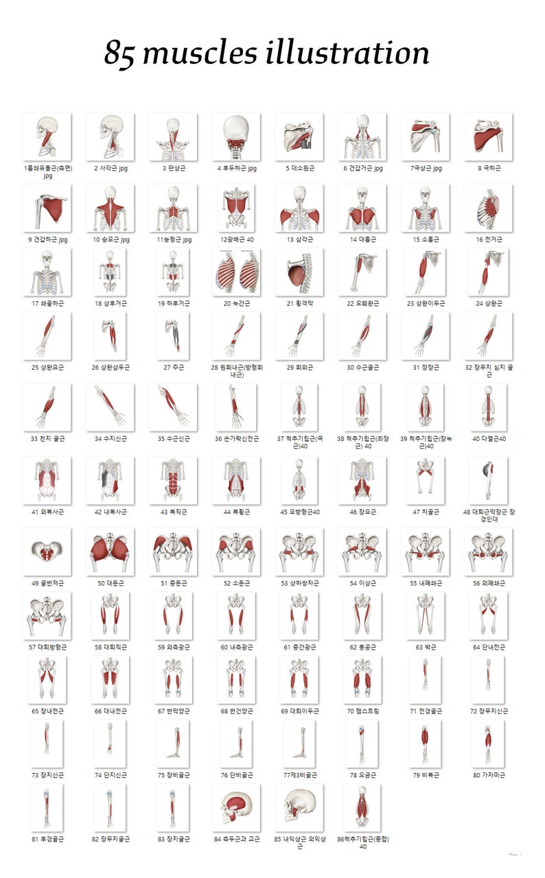 85 Types of Muscle Medical Illustrations Jpeg(2000*2000px) Digital File ...