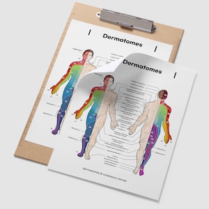 Dermatomes & Cutaneous Nerves Chart (A4 JPG) – Printable Anatomy Poster ...