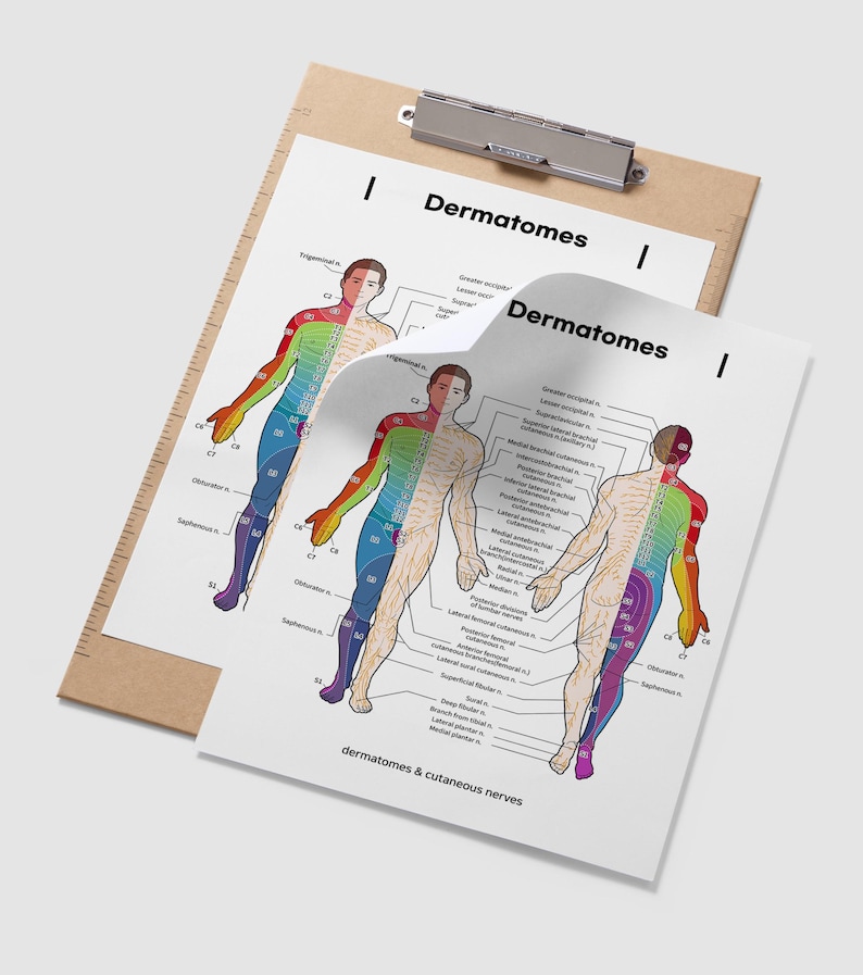 Dermatomes & Cutaneous Nerves Teaching Paper Design A4 Jpg File(300dpi ...