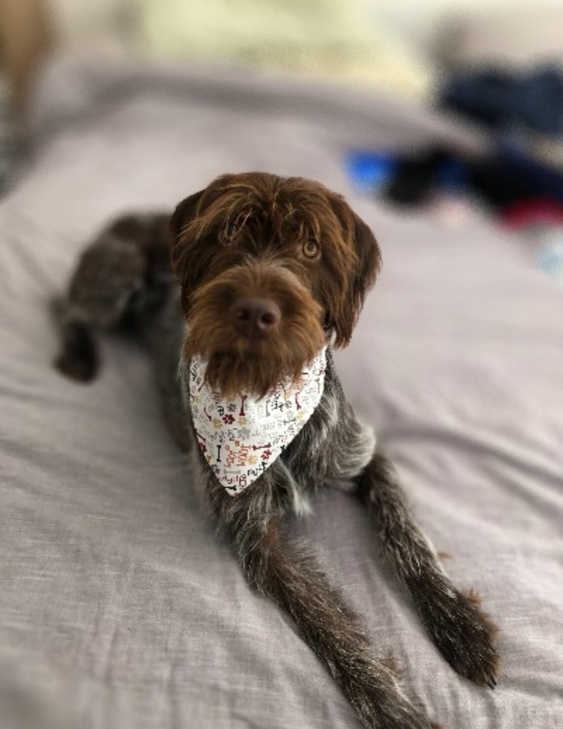 Dog Bandana Elastic Scrunchie PDF Pattern/tutorial Instant - Etsy