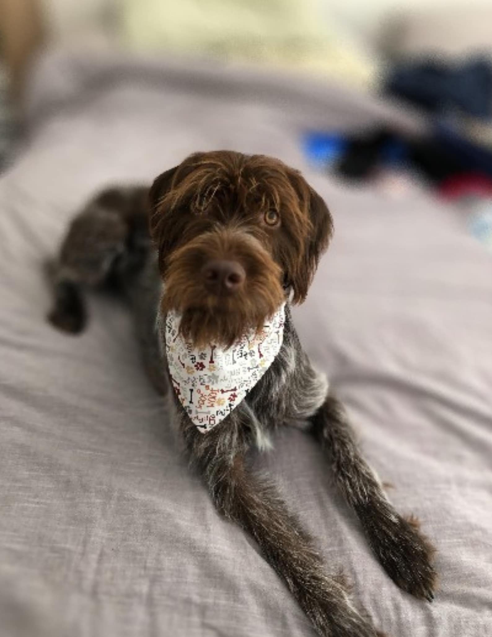 Dog Bandana Elastic Scrunchie PDF Pattern/tutorial Instant - Etsy