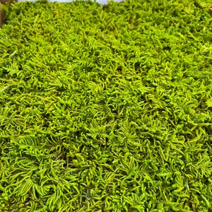2sq Ft/box Preserved Flat Sheet Moss /wholesale Decorative Natural ...