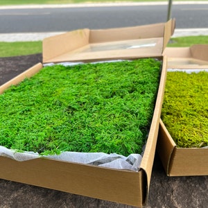 Preserved Sheet Moss: DIY Fairy Garden Greenery - Etsy