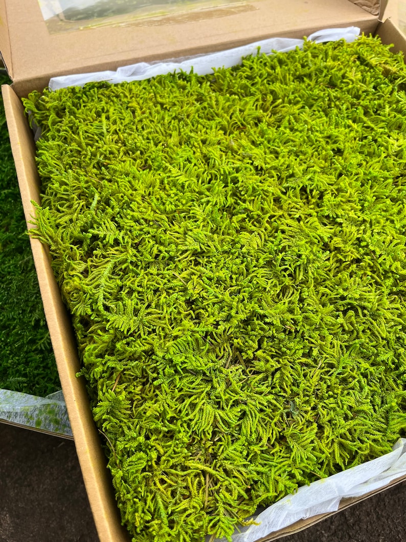 2sq Ft Preserved Sheet Moss: Stabilized Natural Green DIY Craft - Etsy