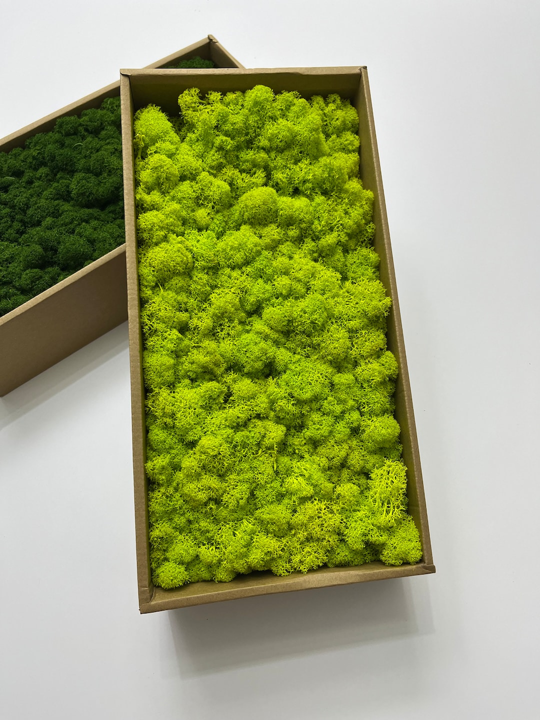 30colors Reindeer Moss Wall Art Preserved Moss,dried Reindeer Lichen ...