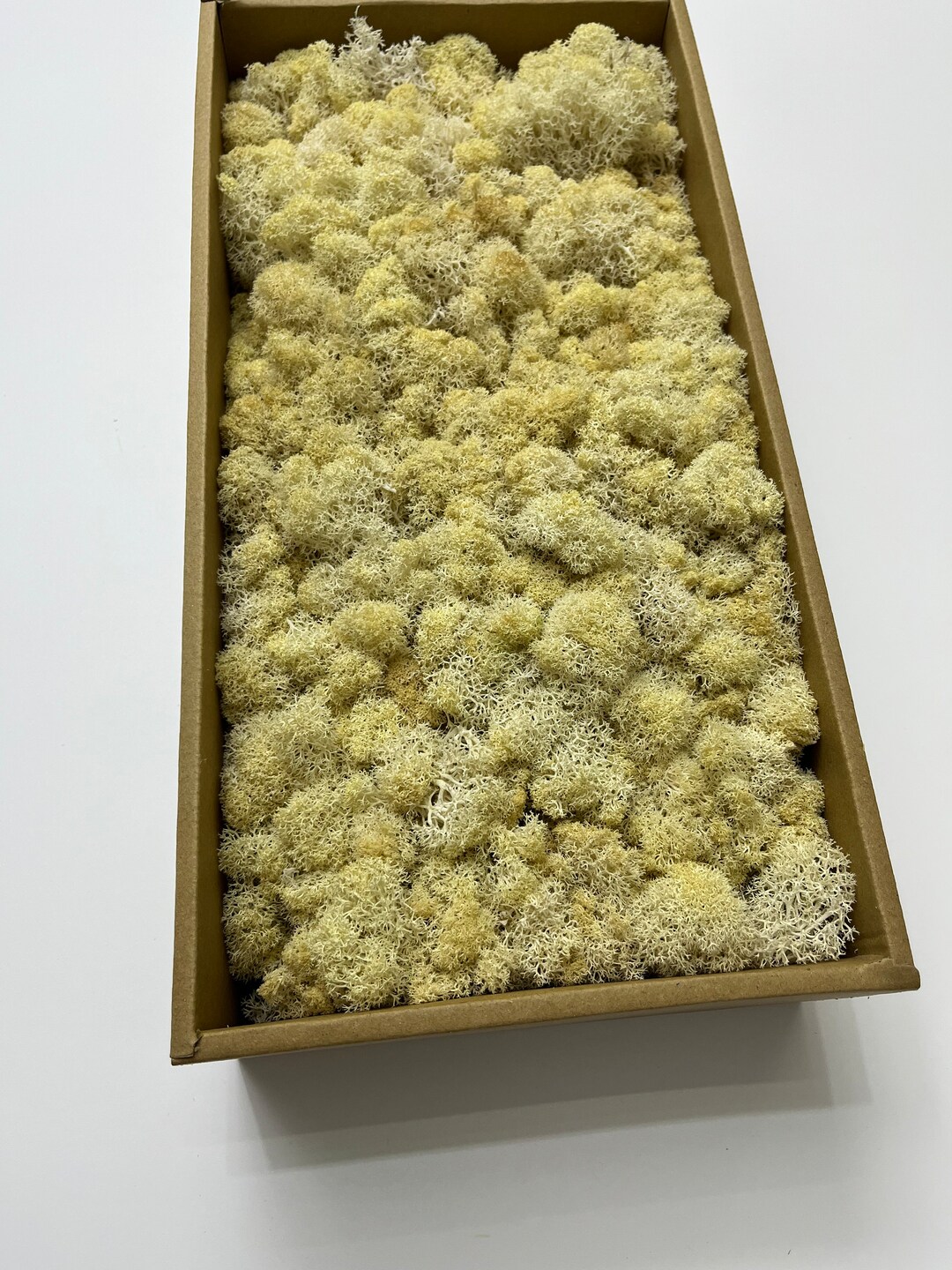 15oz Reindeer Moss Wall Art. Reindeer Moss Wall. Moss for Wall. Moss ...