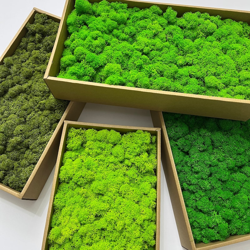 Preserved Moss Lichen - Etsy