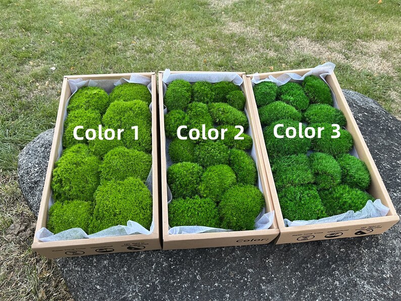 Preserved Pillow Moss: Boutique Bulk Moss for Fairy Gardens ...
