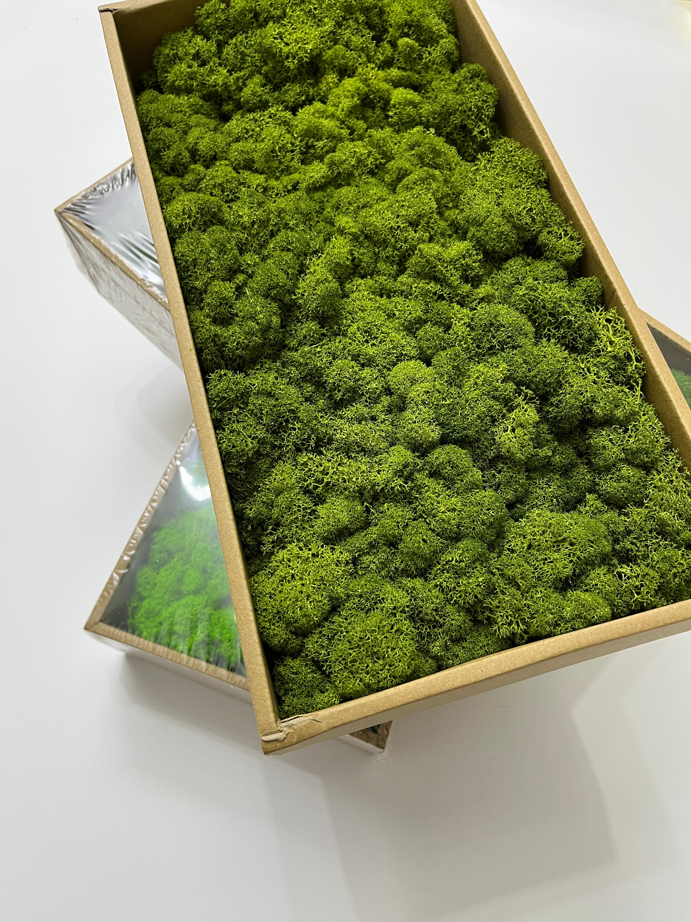 Reindeer Moss Preserved Real Moss for Crafts Terrariums Decor Multiple ...