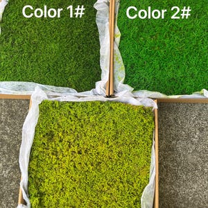 2sq Ft/box Preserved Flat Sheet Moss /wholesale Decorative Natural ...