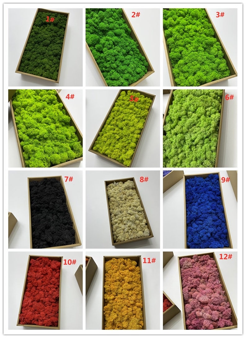 Preserved Reindeer Moss: Bulk Floral Moss for Green Wall Art - Etsy