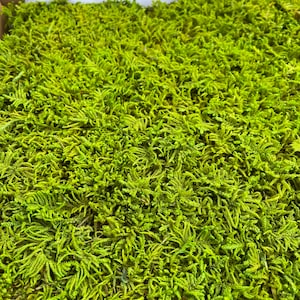 2sq Ft Preserved Sheet Moss: Stabilized Natural Green DIY Craft - Etsy